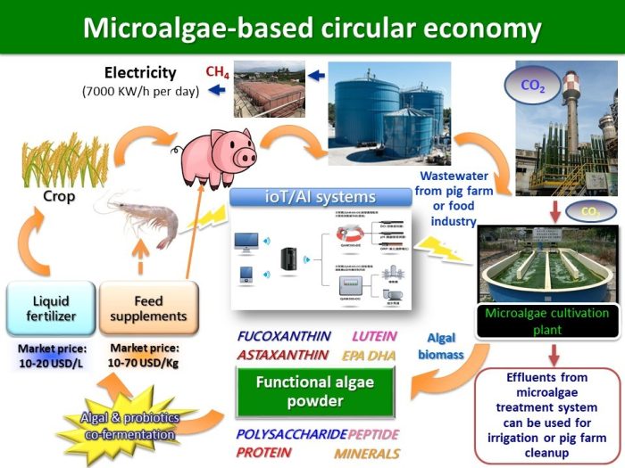 以微藻為基礎降低環境汙染的固碳循環經濟 Microalgae-Based Carbon Fixation, Waste Reduction ...